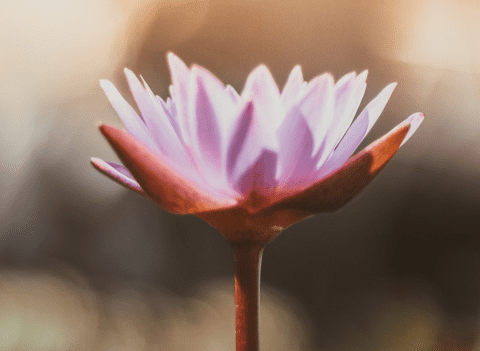 Life Activation – Northlight Healing